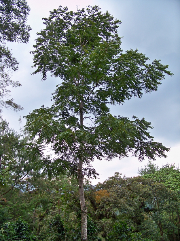 Red de Viveros de Biodiversidad