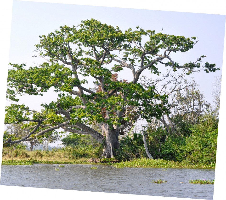 Red de Viveros de Biodiversidad