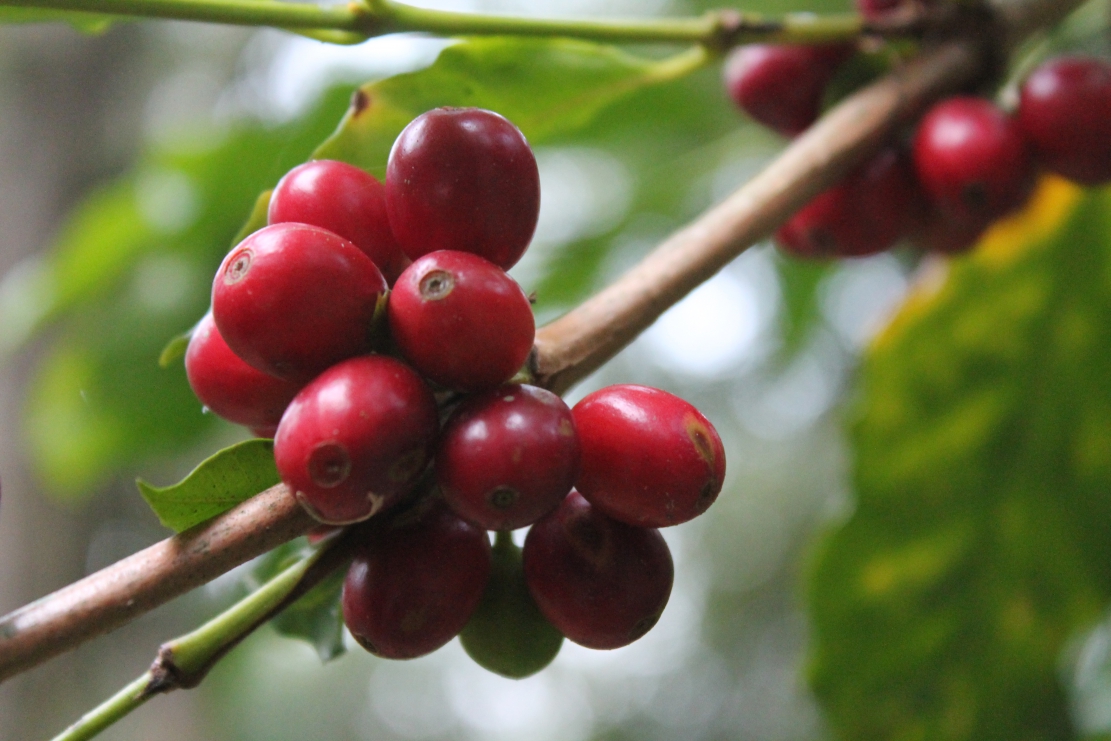 Red de Viveros de Biodiversidad