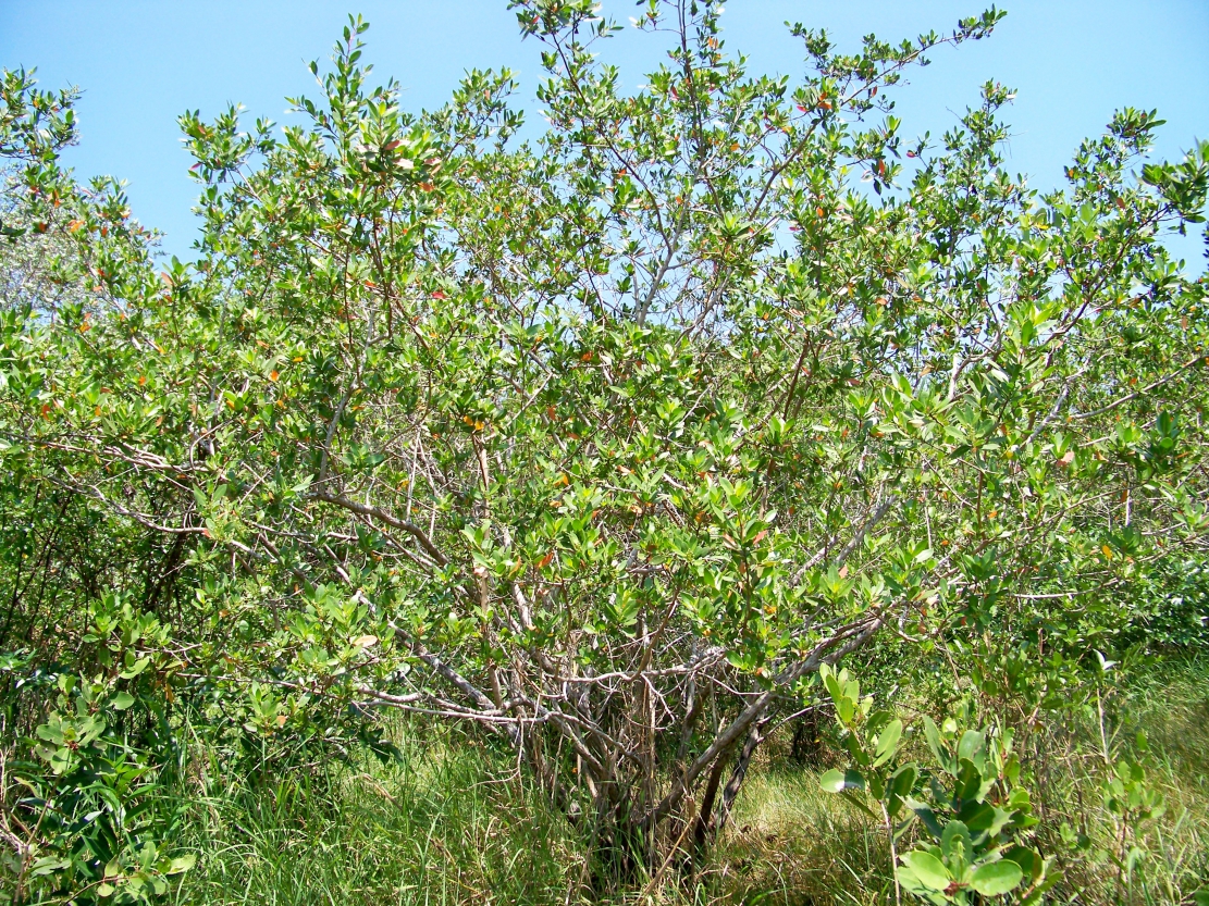 Red de Viveros de Biodiversidad
