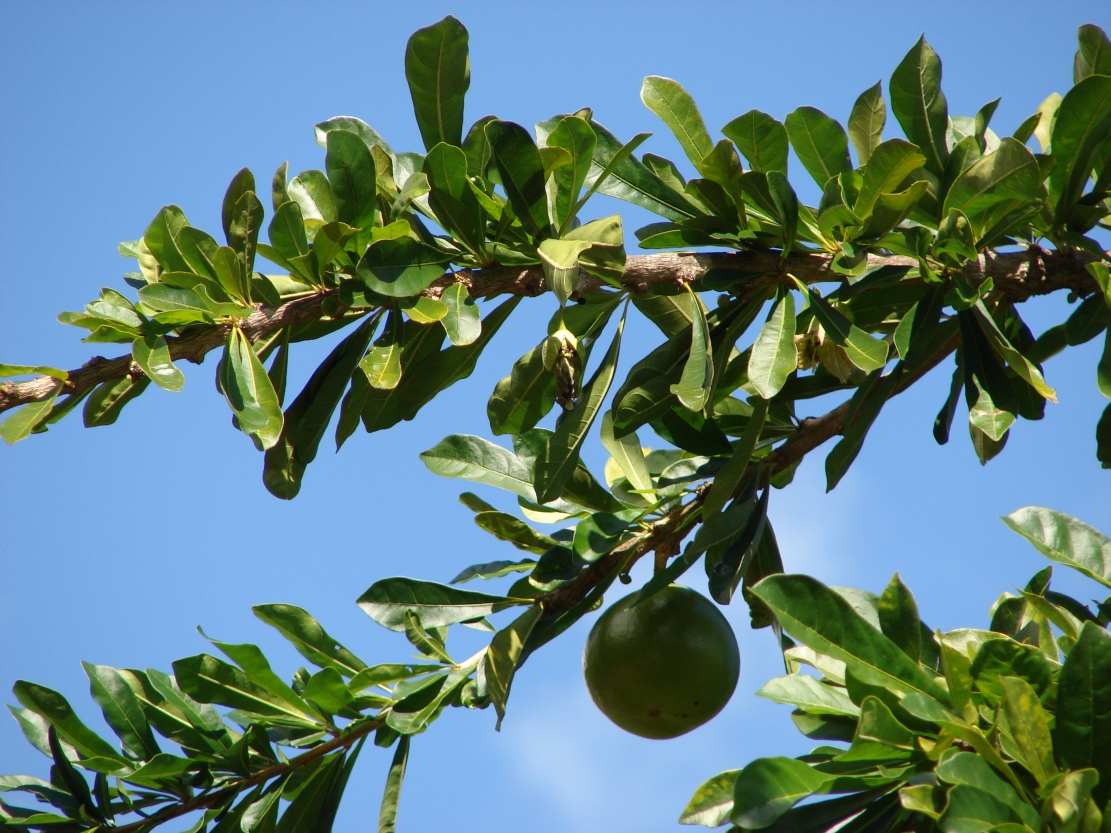 Red de Viveros de Biodiversidad
