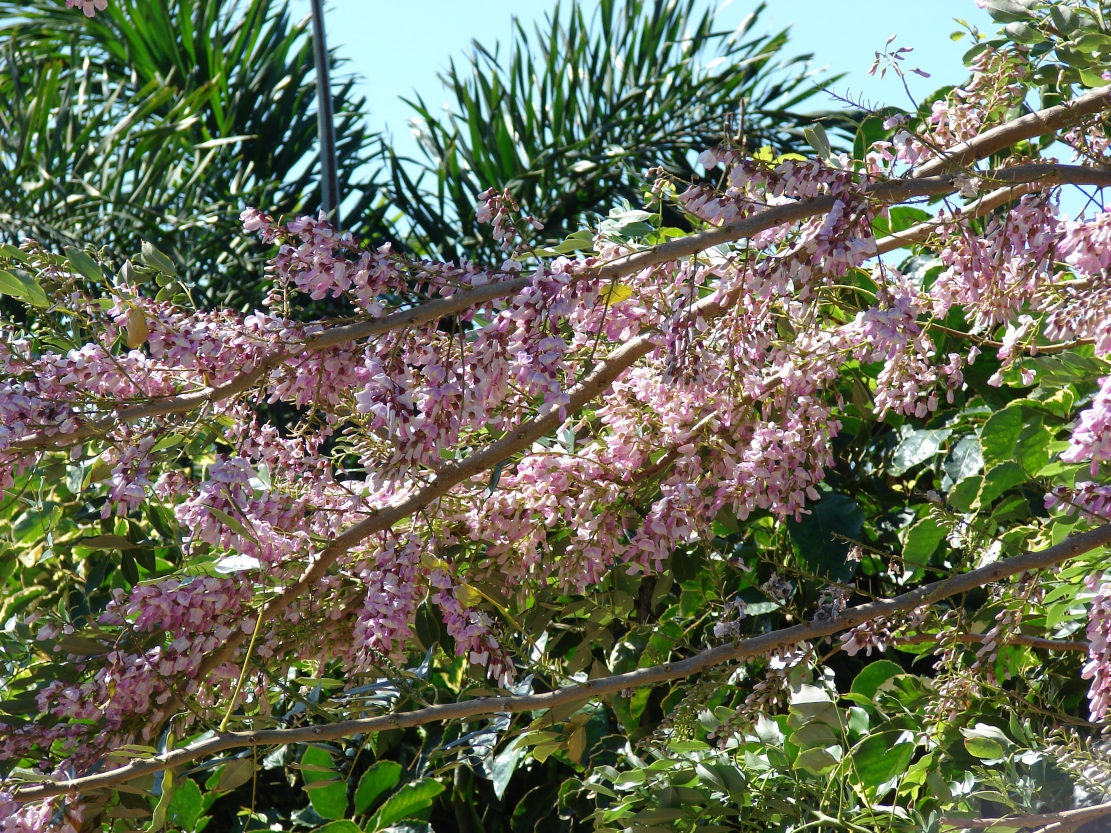 Red de Viveros de Biodiversidad