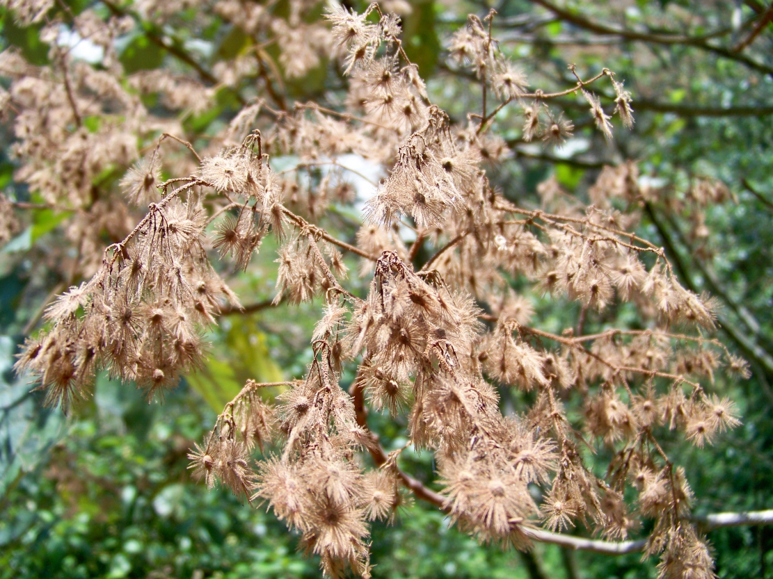 Red de Viveros de Biodiversidad