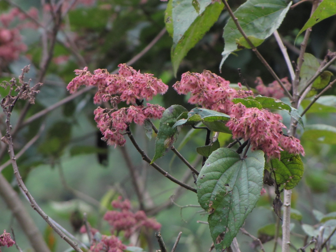 Red de Viveros de Biodiversidad