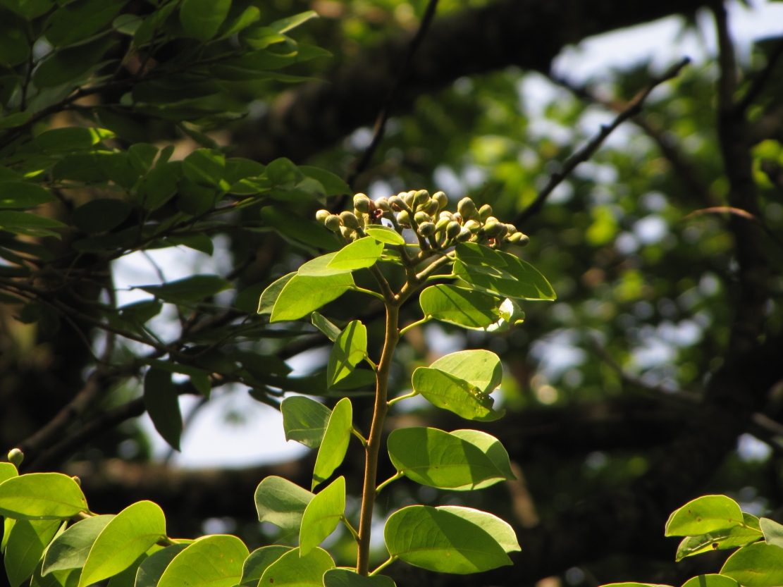 Red de Viveros de Biodiversidad