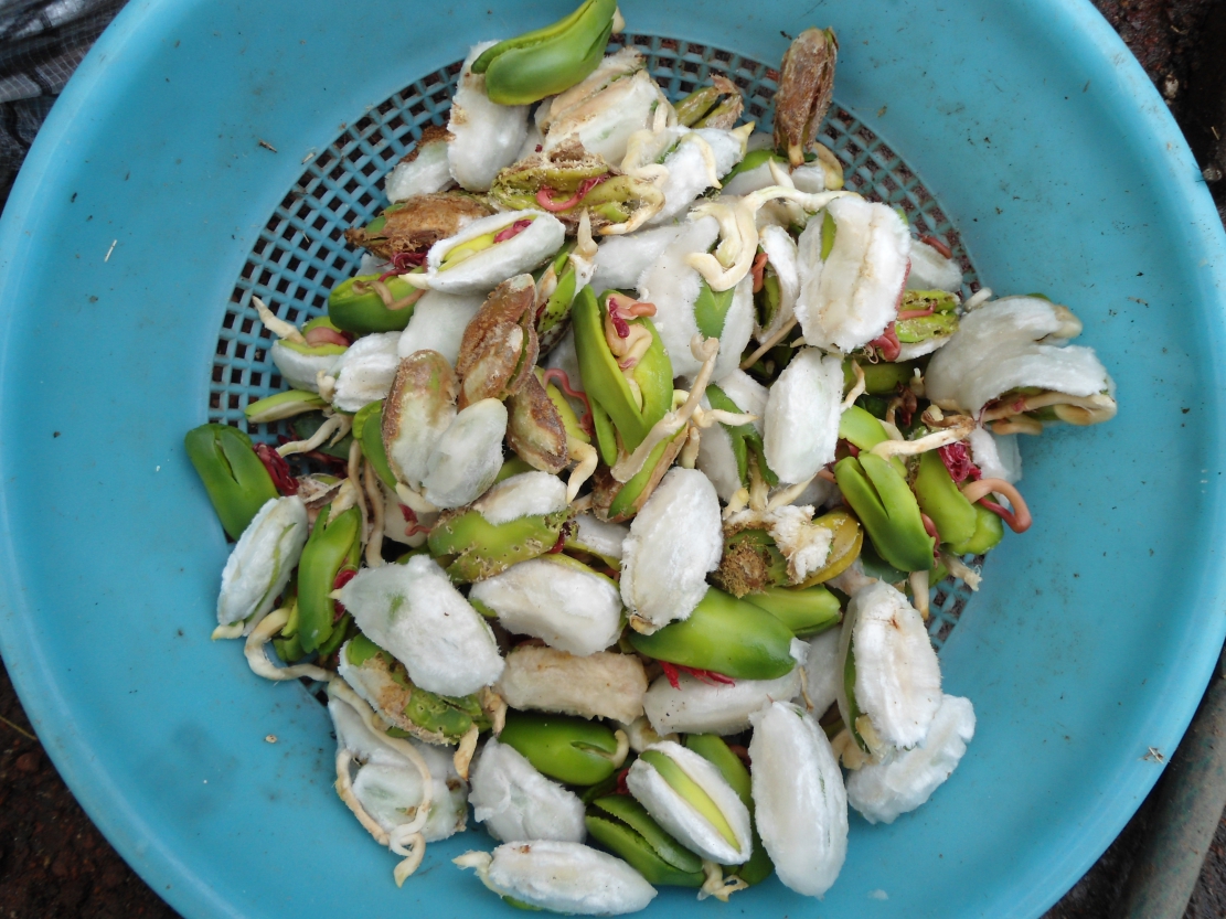 Red de Viveros de Biodiversidad