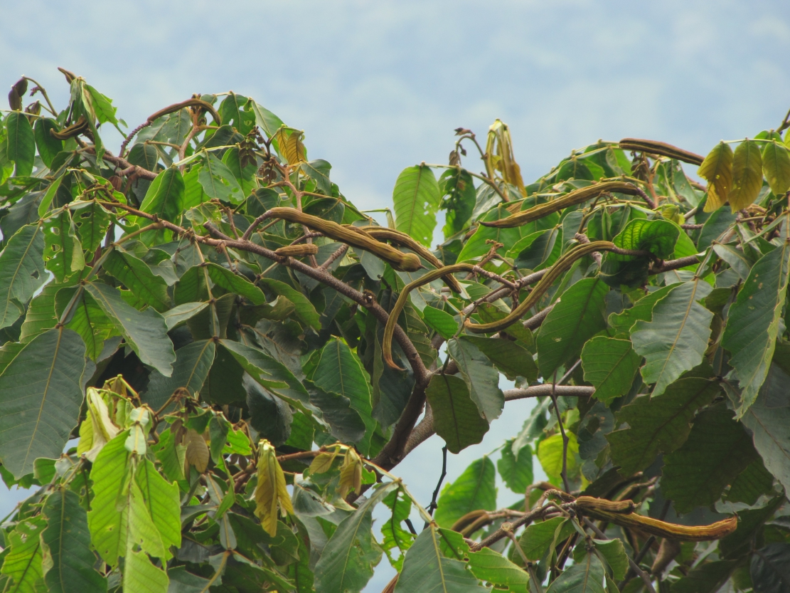 Red de Viveros de Biodiversidad