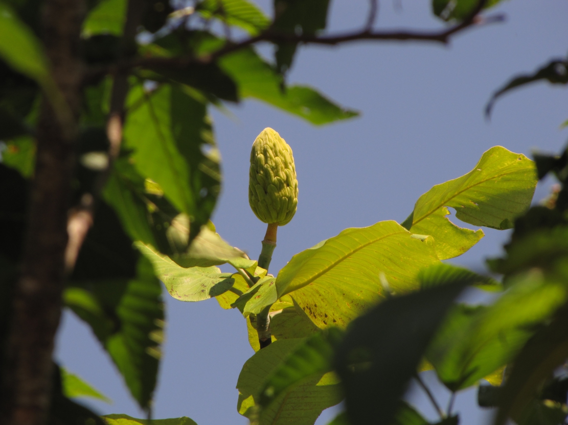 Red de Viveros de Biodiversidad