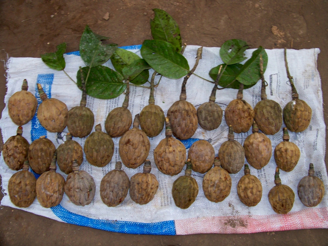 Red de Viveros de Biodiversidad