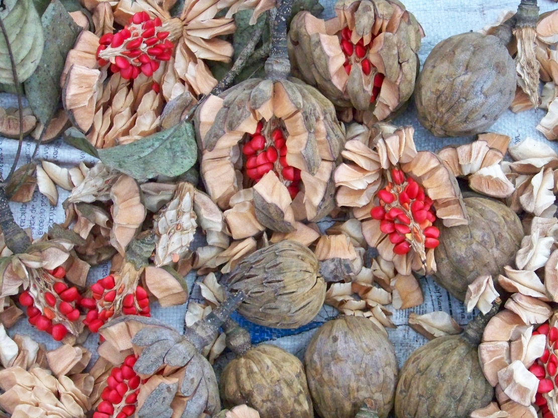 Red de Viveros de Biodiversidad
