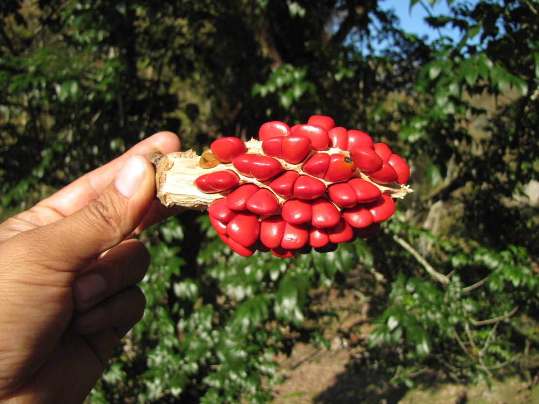 Red de Viveros de Biodiversidad