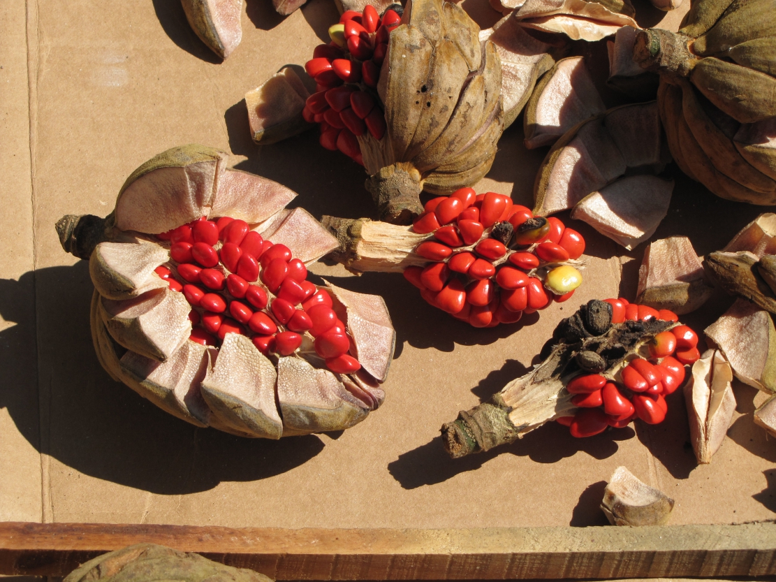 Red de Viveros de Biodiversidad