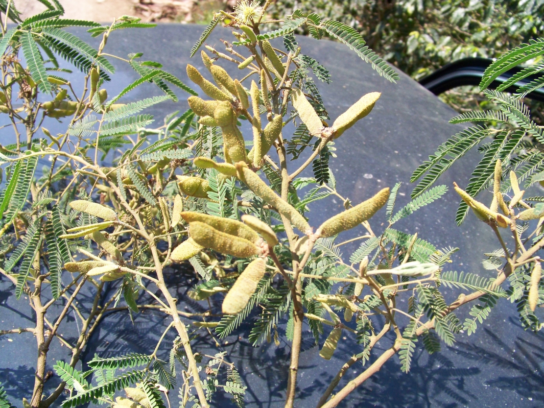 Red de Viveros de Biodiversidad