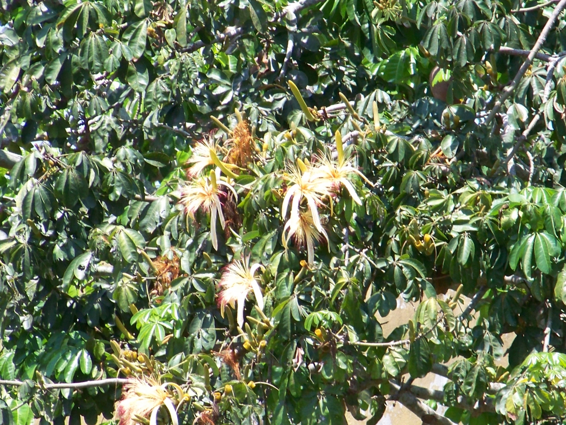 Red de Viveros de Biodiversidad