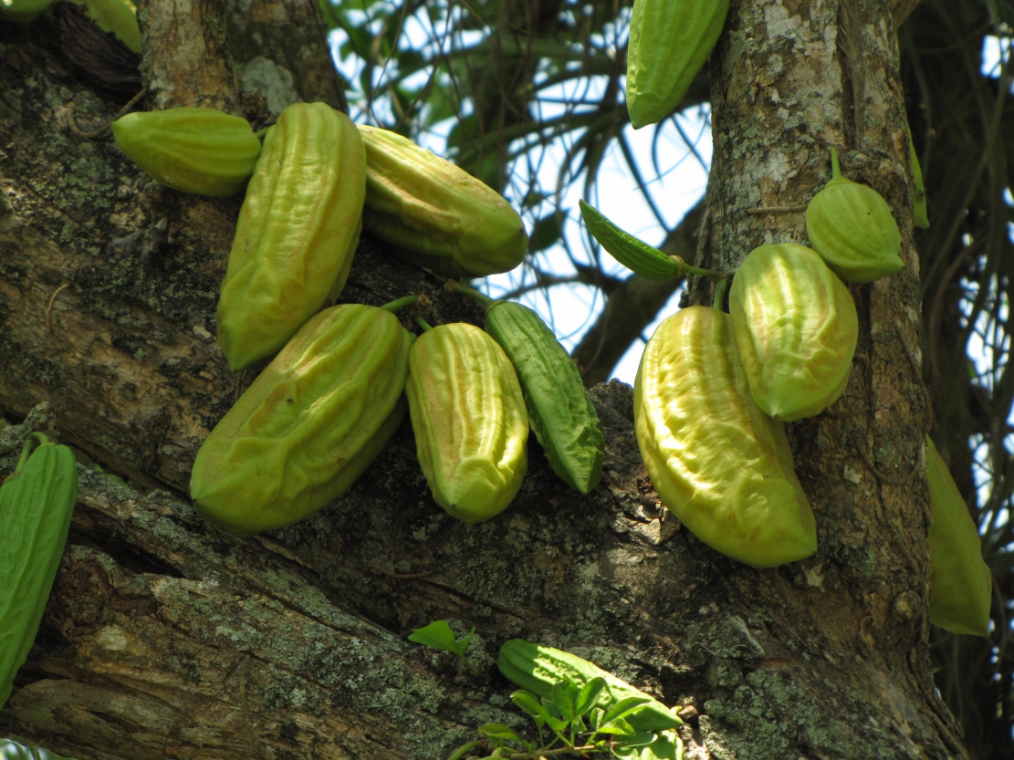 Red de Viveros de Biodiversidad