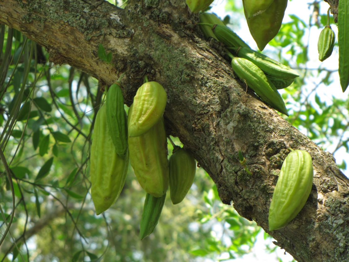 Red de Viveros de Biodiversidad