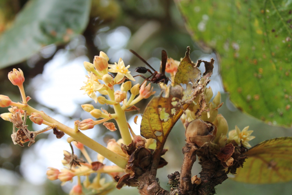 Red de Viveros de Biodiversidad