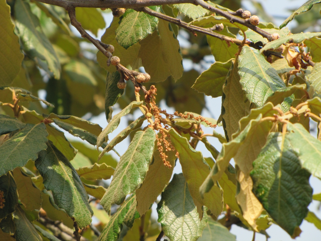 Red de Viveros de Biodiversidad