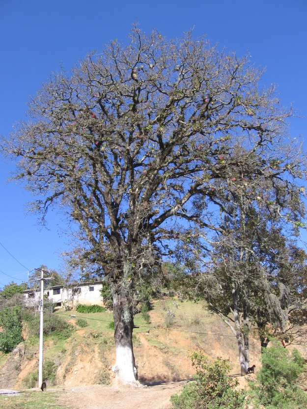 Red de Viveros de Biodiversidad
