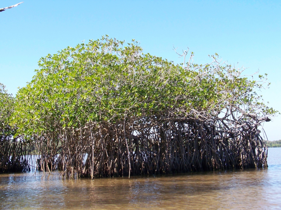 Red de Viveros de Biodiversidad