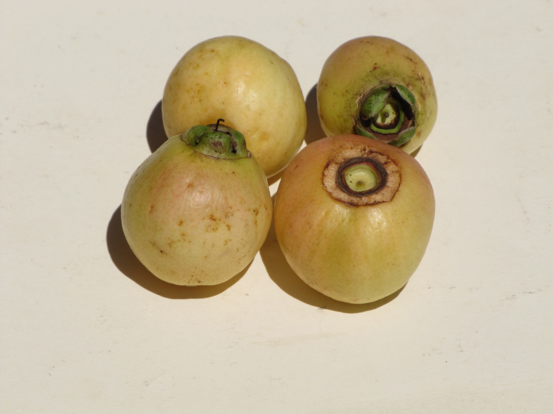 Red de Viveros de Biodiversidad