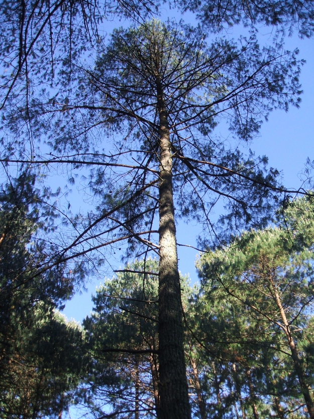 Red de Viveros de Biodiversidad