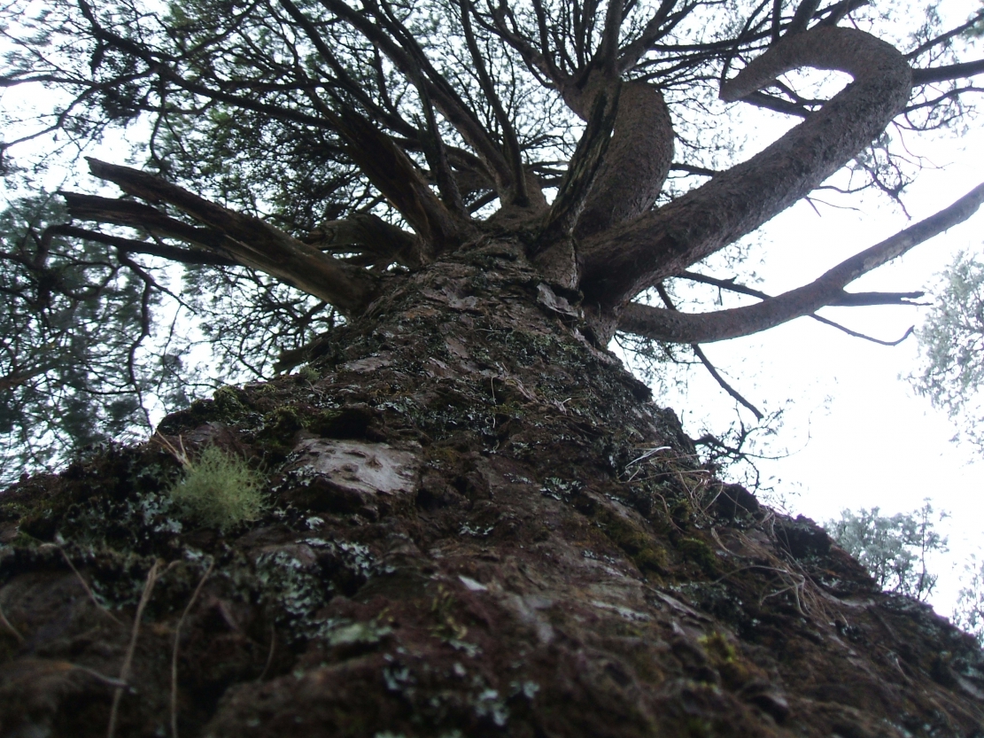 Red de Viveros de Biodiversidad