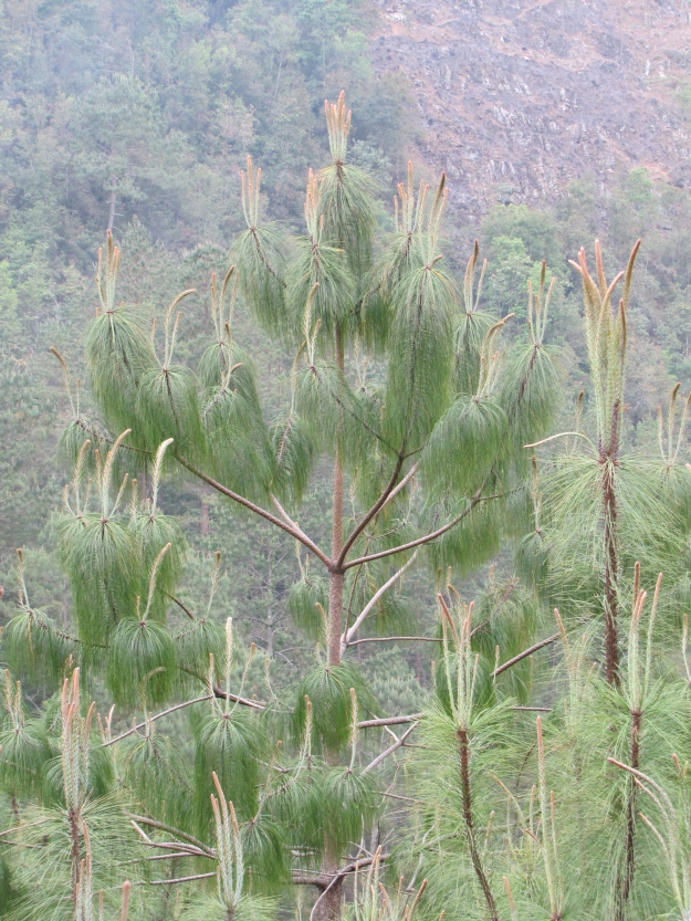 Red de Viveros de Biodiversidad