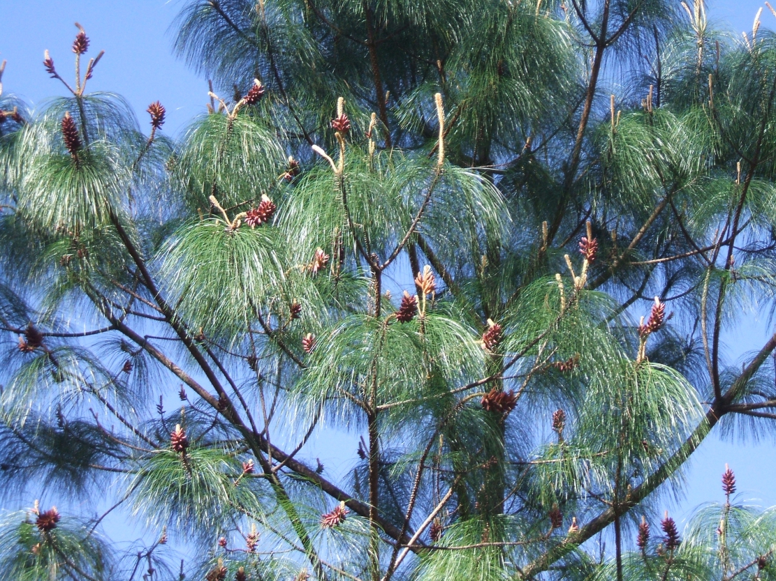 Red de Viveros de Biodiversidad