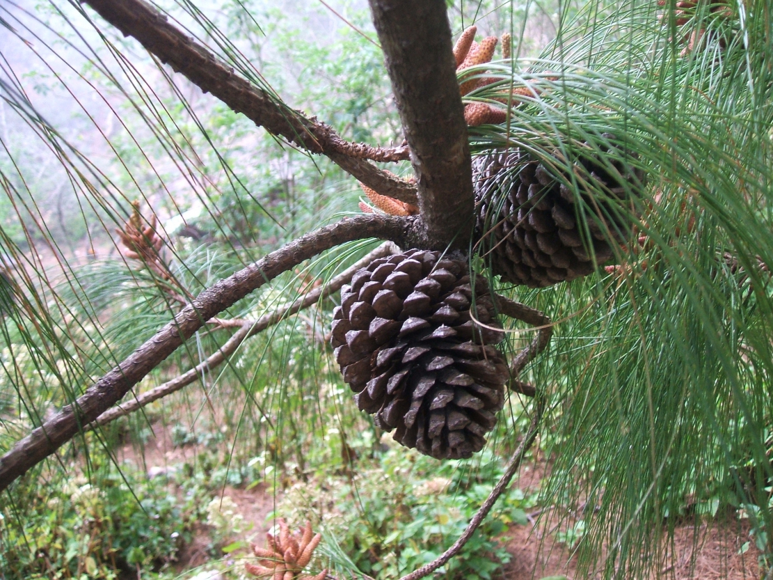 Red de Viveros de Biodiversidad