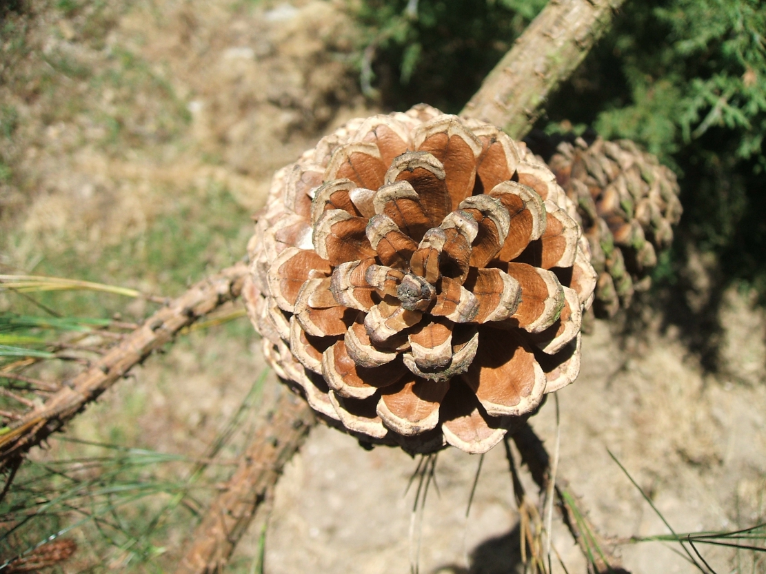 Red de Viveros de Biodiversidad