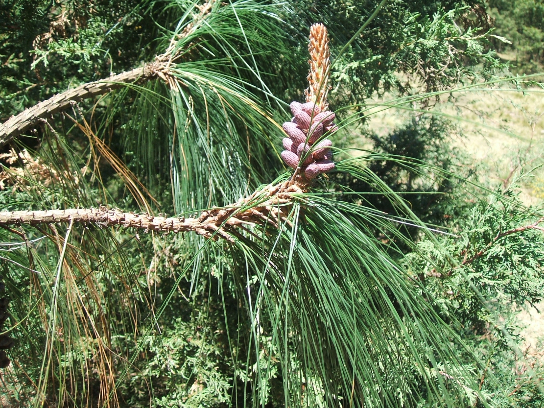 Red de Viveros de Biodiversidad