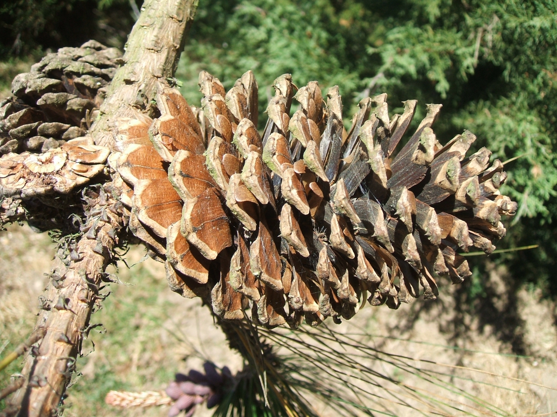 Red de Viveros de Biodiversidad