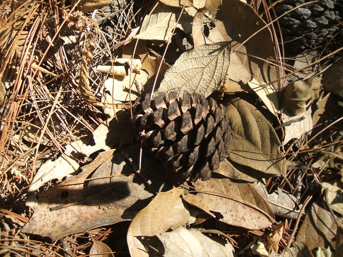 Red de Viveros de Biodiversidad