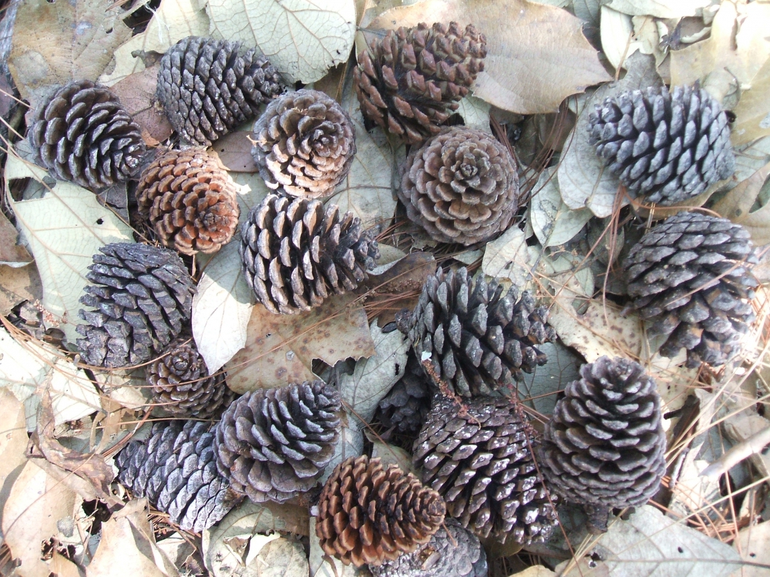 Red de Viveros de Biodiversidad