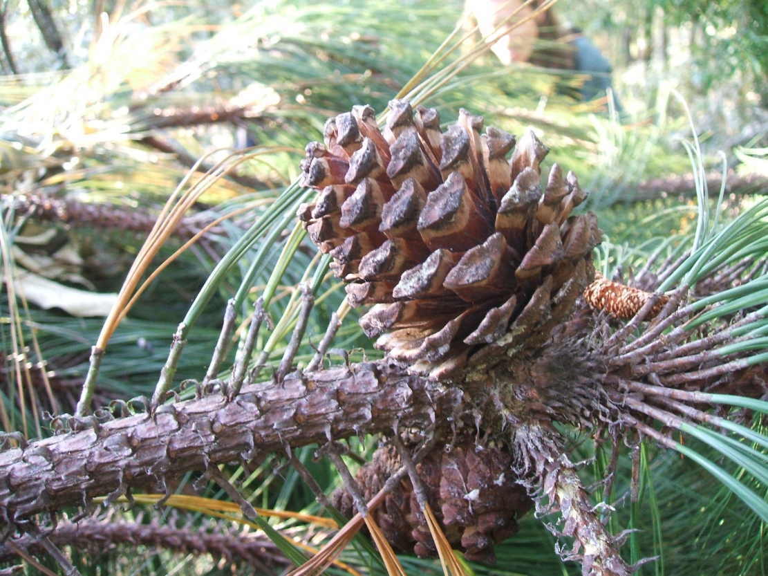 Red de Viveros de Biodiversidad