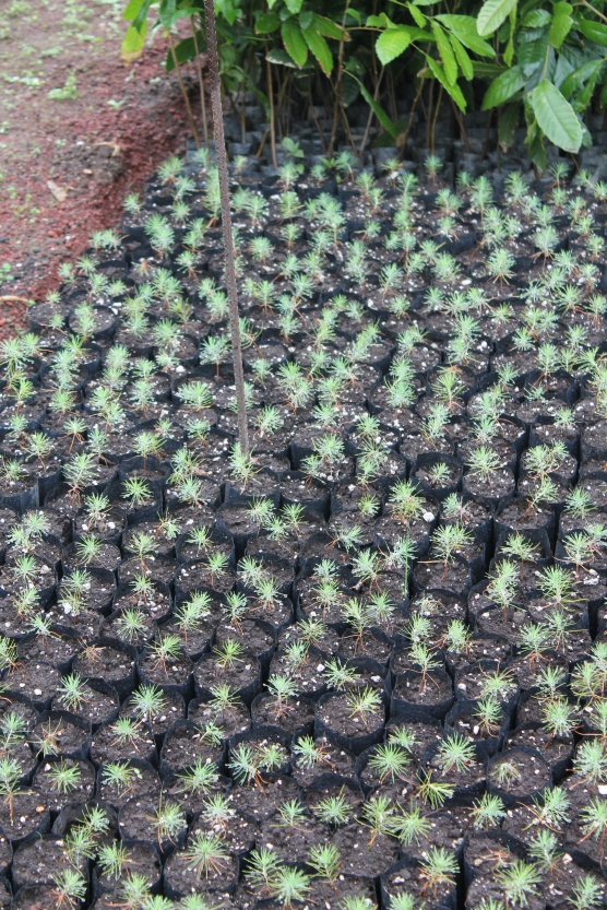 Red de Viveros de Biodiversidad