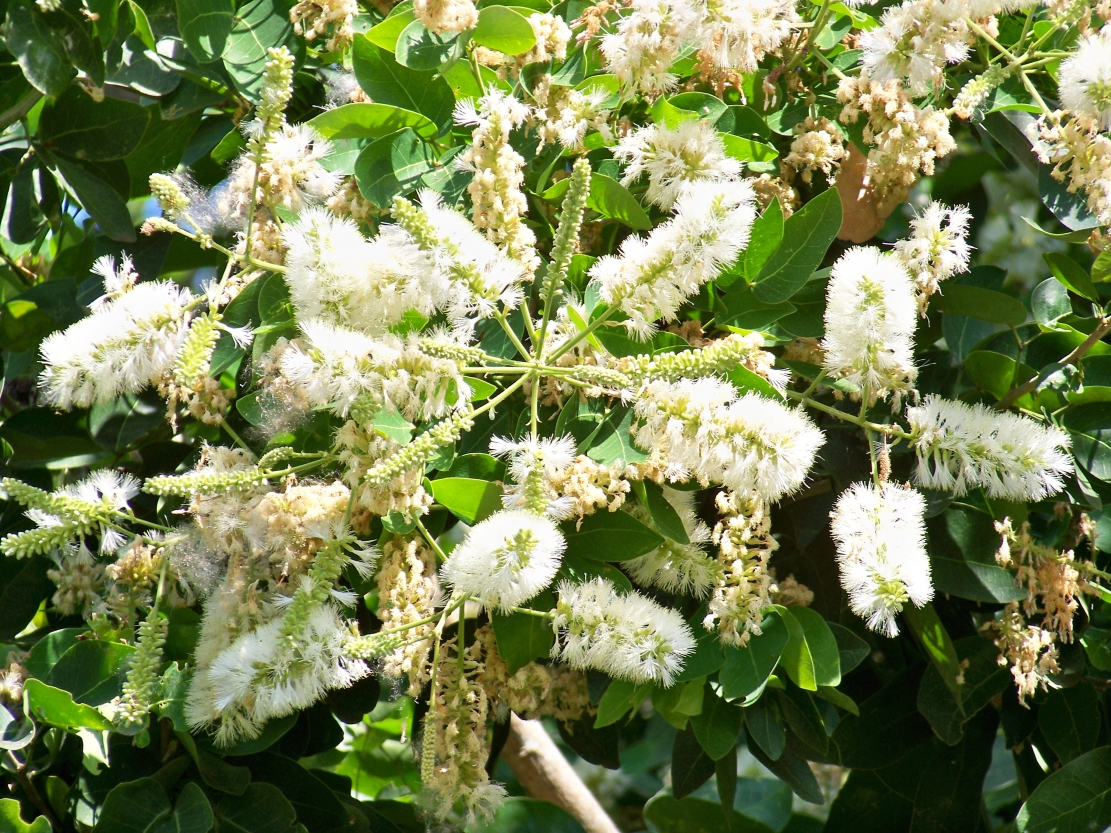 Red de Viveros de Biodiversidad