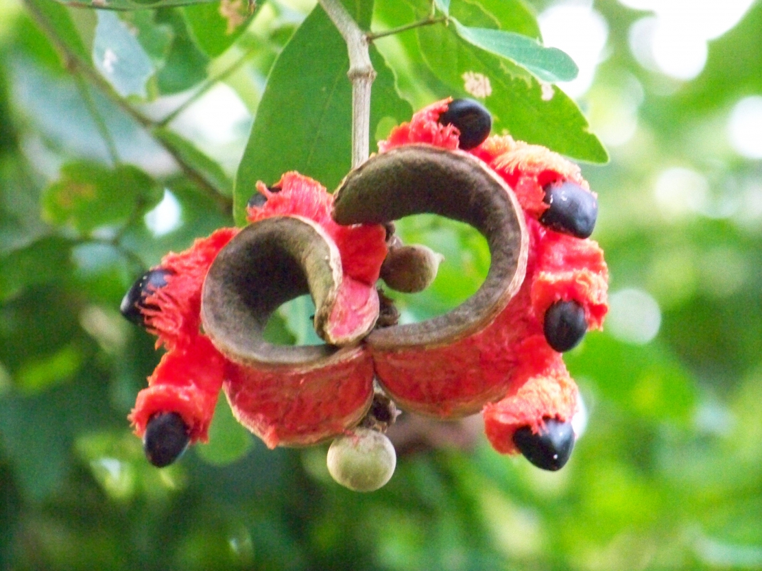 Red de Viveros de Biodiversidad