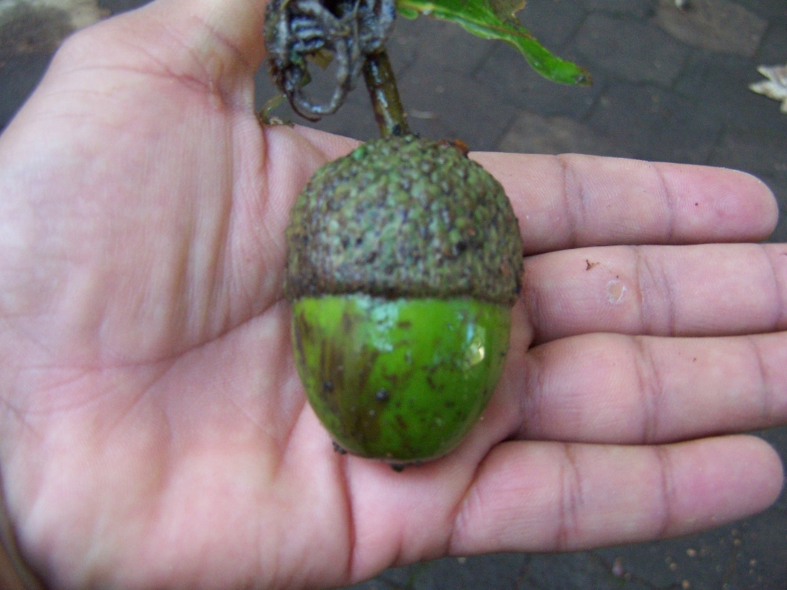 Red de Viveros de Biodiversidad