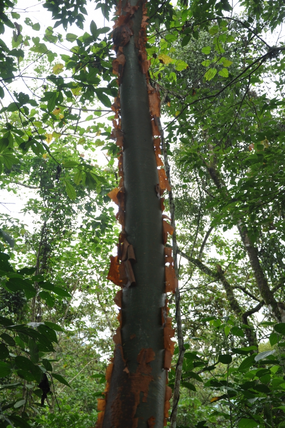 Red de Viveros de Biodiversidad