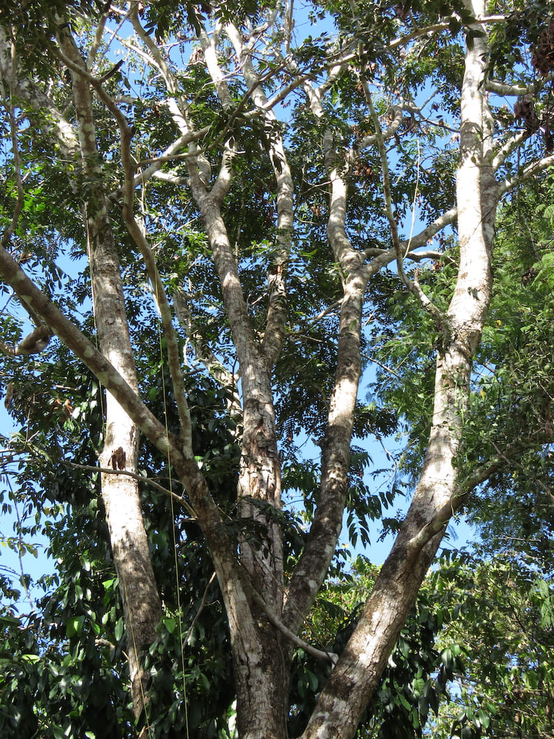 Red de Viveros de Biodiversidad