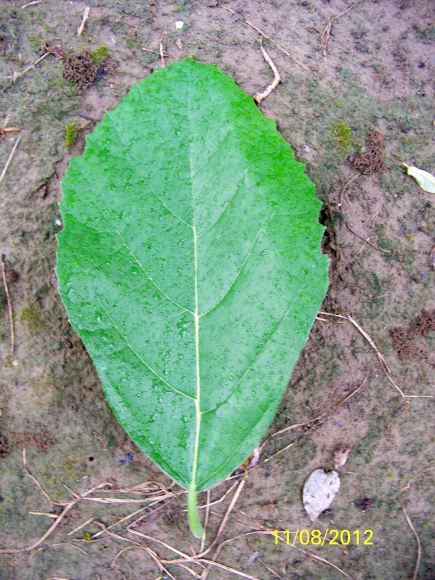 Red de Viveros de Biodiversidad