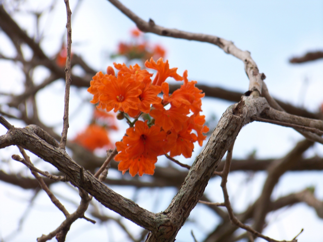 Red de Viveros de Biodiversidad