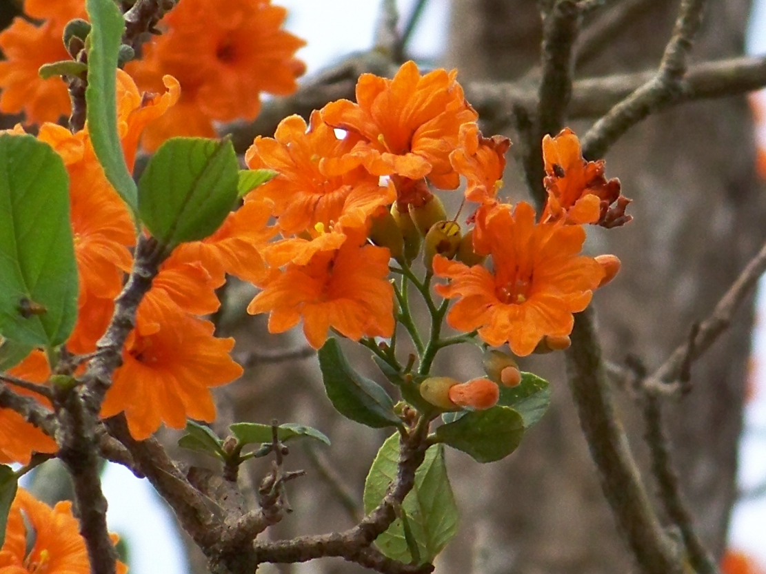 Red de Viveros de Biodiversidad