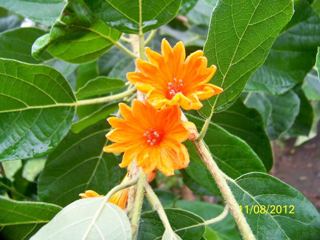 Red de Viveros de Biodiversidad