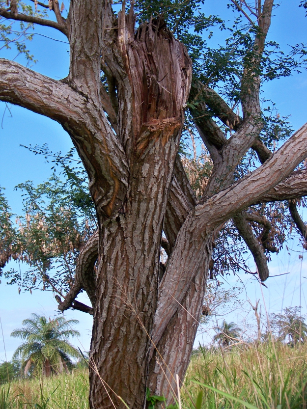 Red de Viveros de Biodiversidad
