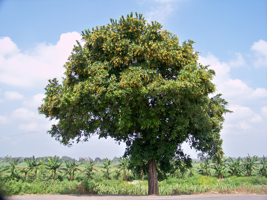 Red de Viveros de Biodiversidad