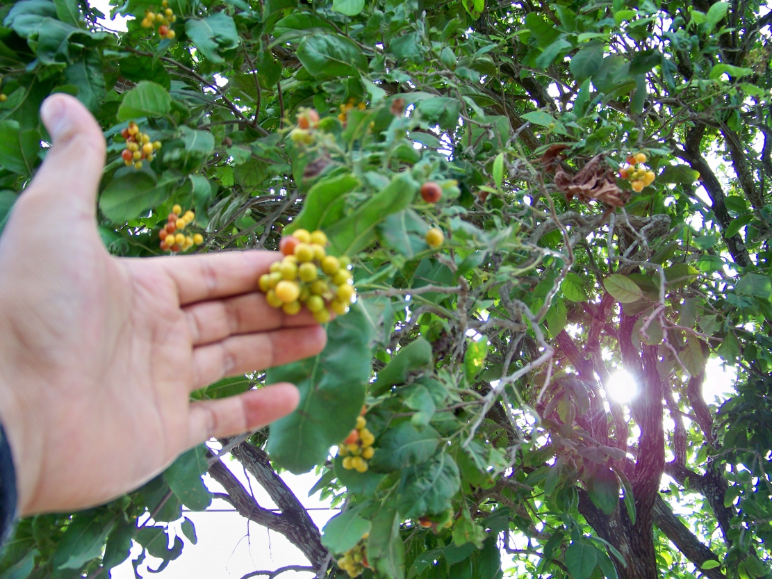 Red de Viveros de Biodiversidad