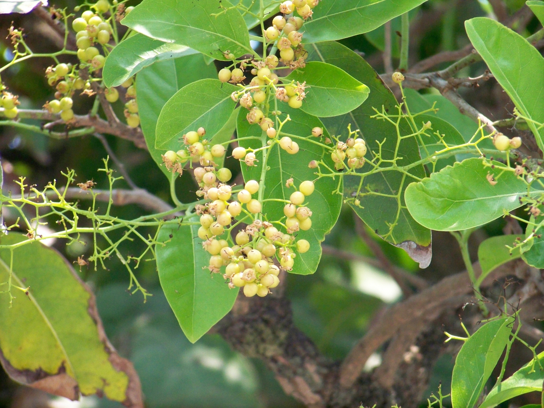 Red de Viveros de Biodiversidad